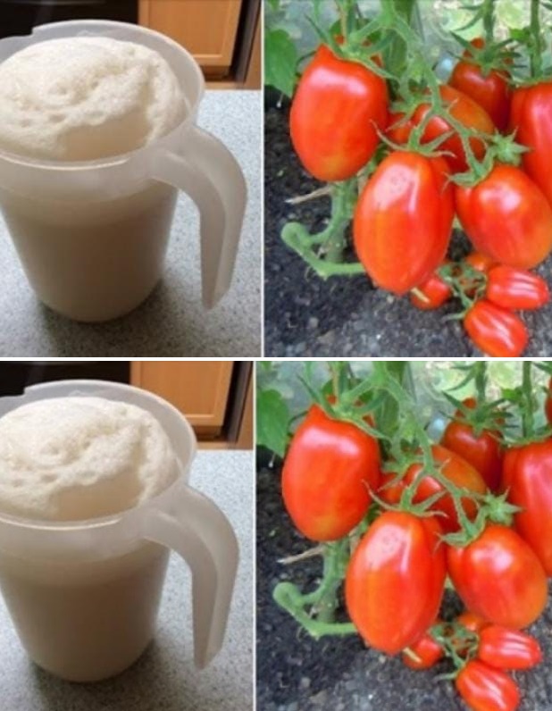 Краставиците подхранвам на 10 дни доматите на 15 Добивът стана двоен а и не знам какво е